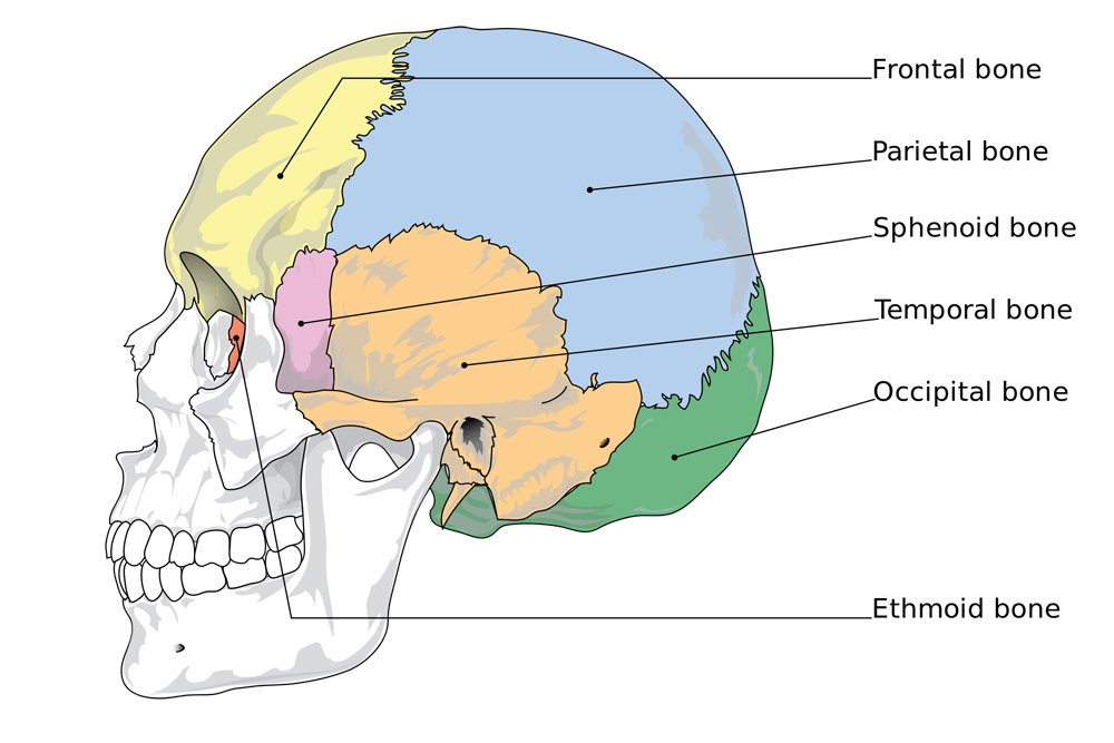 Which Bones Make Up Our Skull 