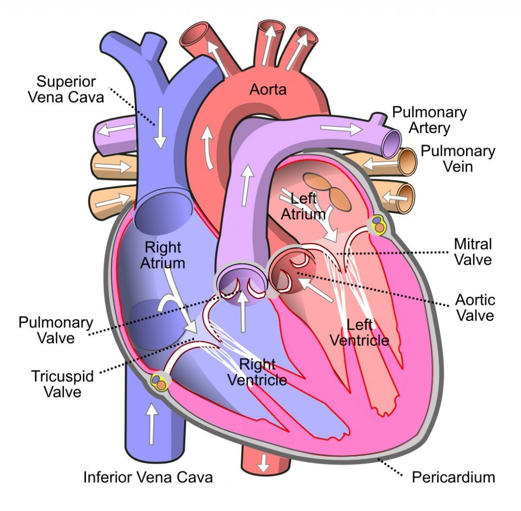 How Does The Heart Function As A Pump Factory Sale Cityofclovis