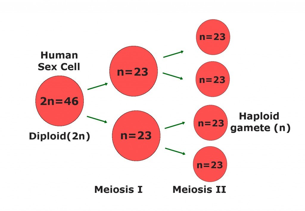 Gamete Definition Formation And A Simple Explanation